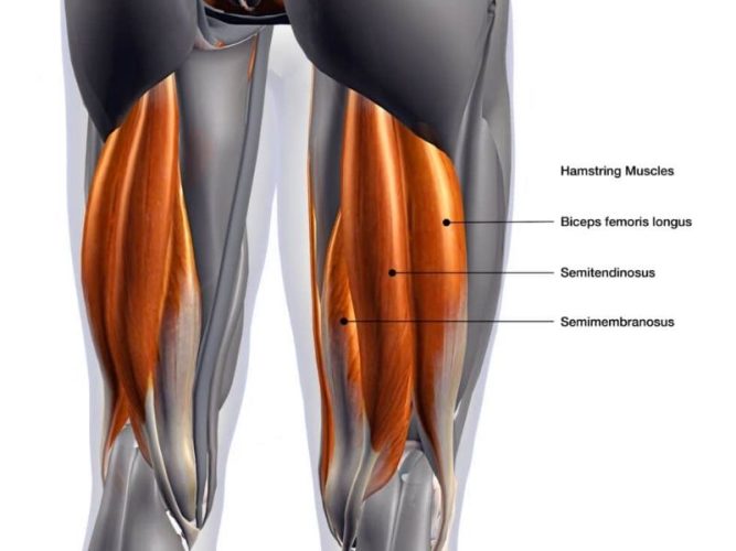 Hamstring là gì? Các bài tập cho cơ Hamstring hiệu quả Nhất